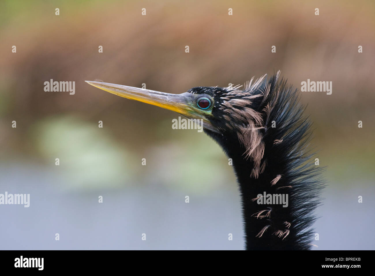 Anhinga (Anhinga anhinga) in Everglades National Park, Florida Stock ...