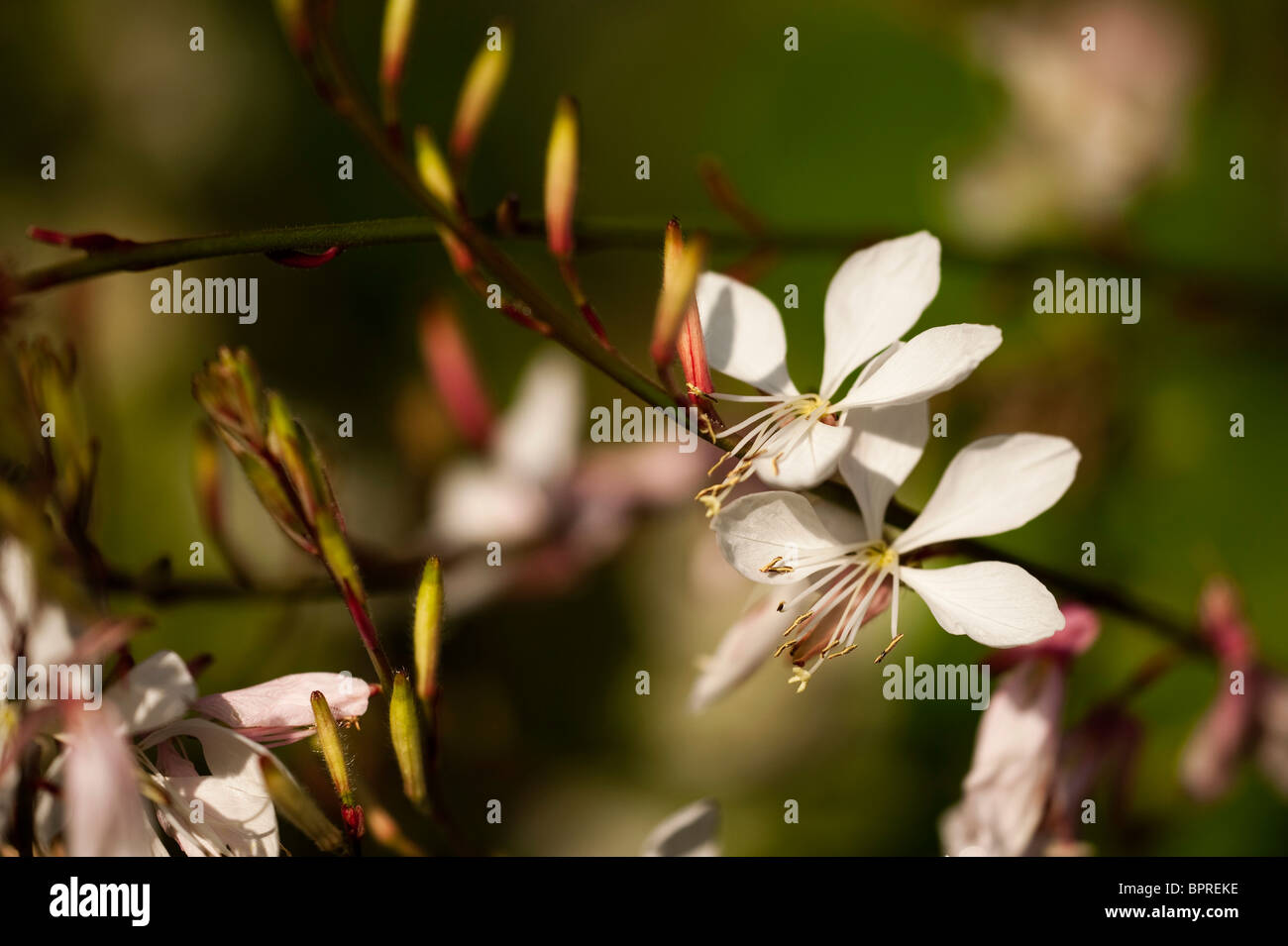 Gaura lindheimeri the bride hi-res stock photography and images - Alamy