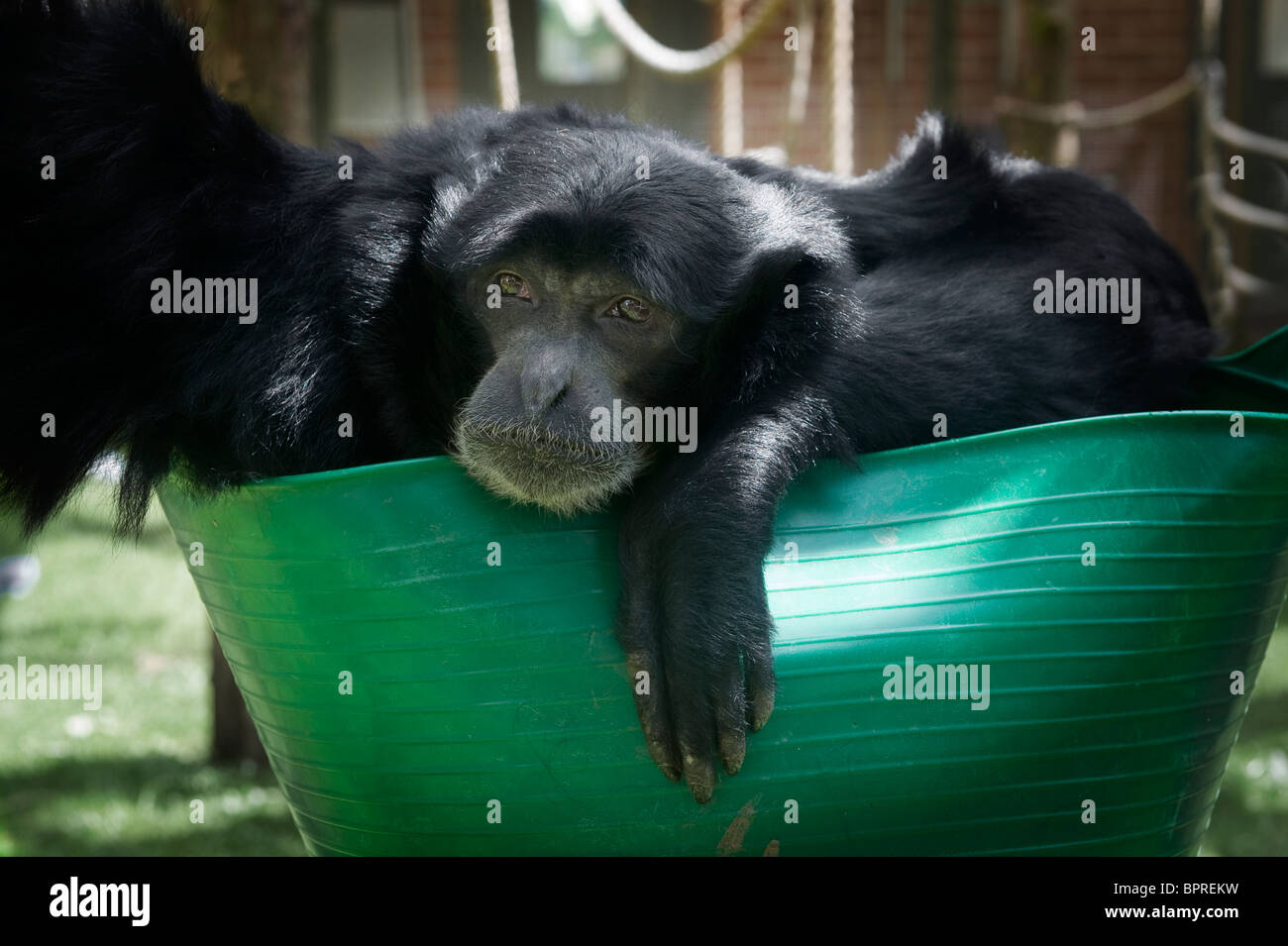 Sad looking monkey in captivity in a zoo in England Stock Photo - Alamy