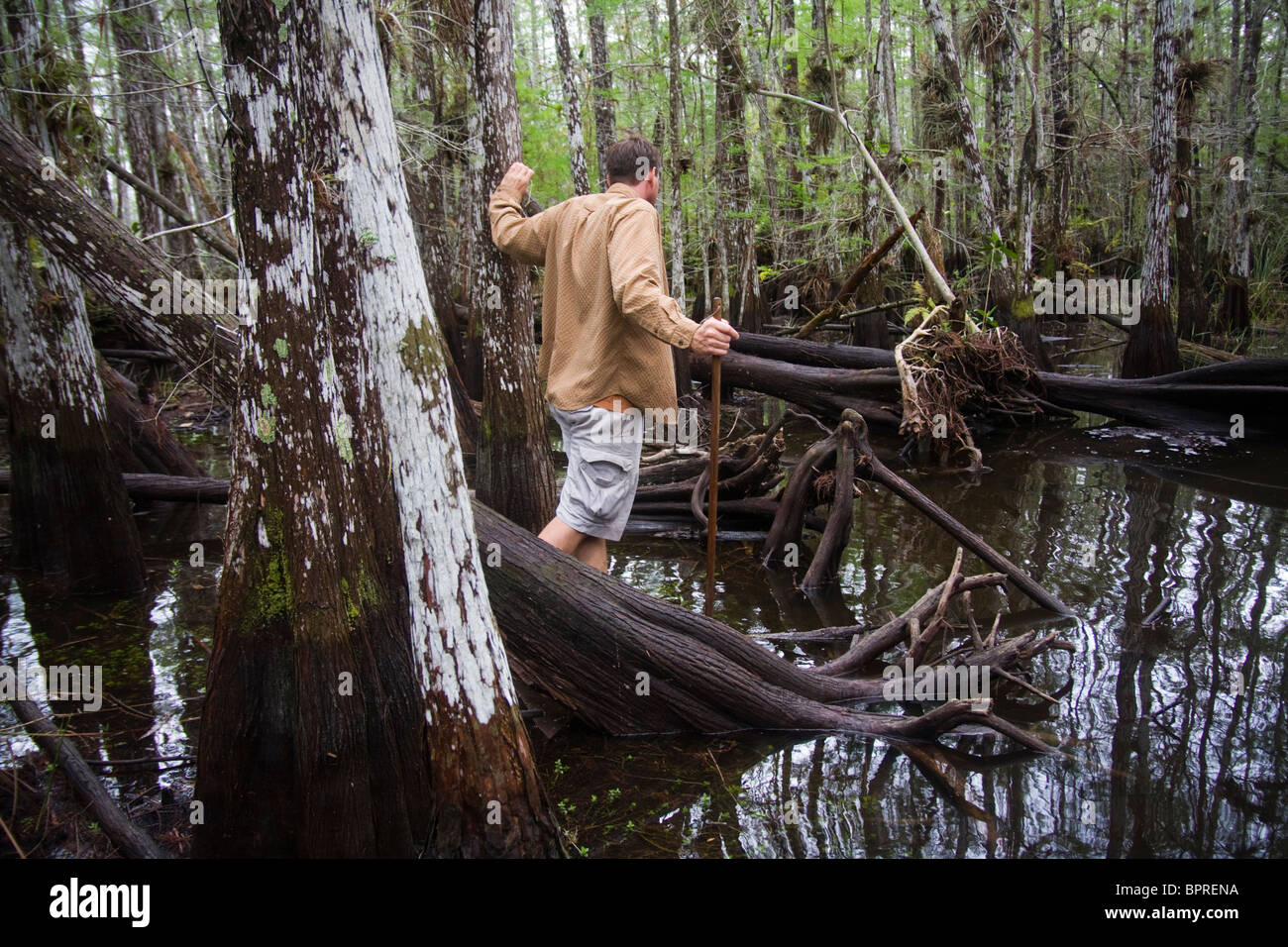 A man hikes through a cypress swamp in Everglades National Park ...