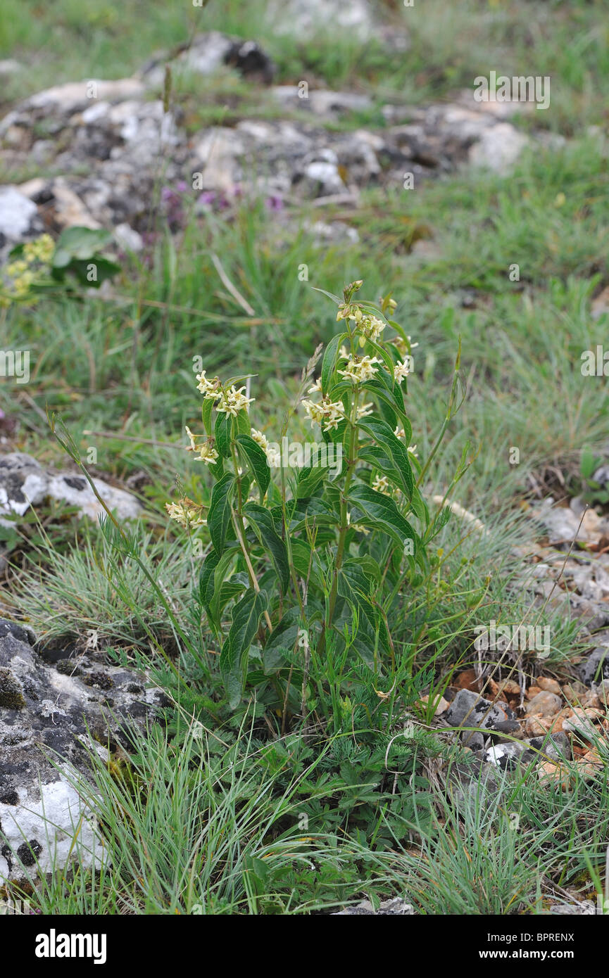 White swallow-wort (Vincetoxicum officinale - Vincetoxicum hirundinaria ...