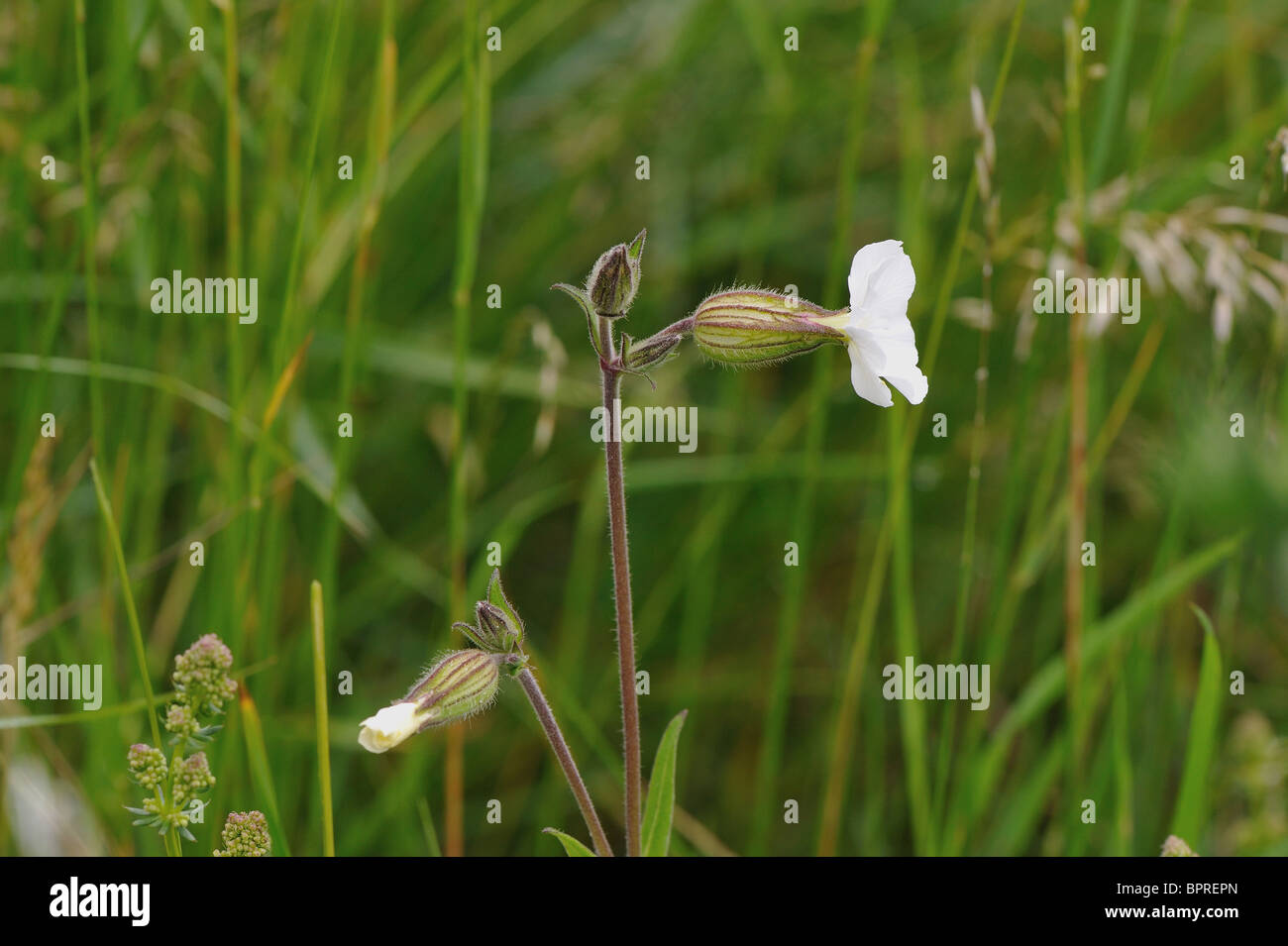 White campion (Silene alba - Melandrium album - Silene latifolia ...