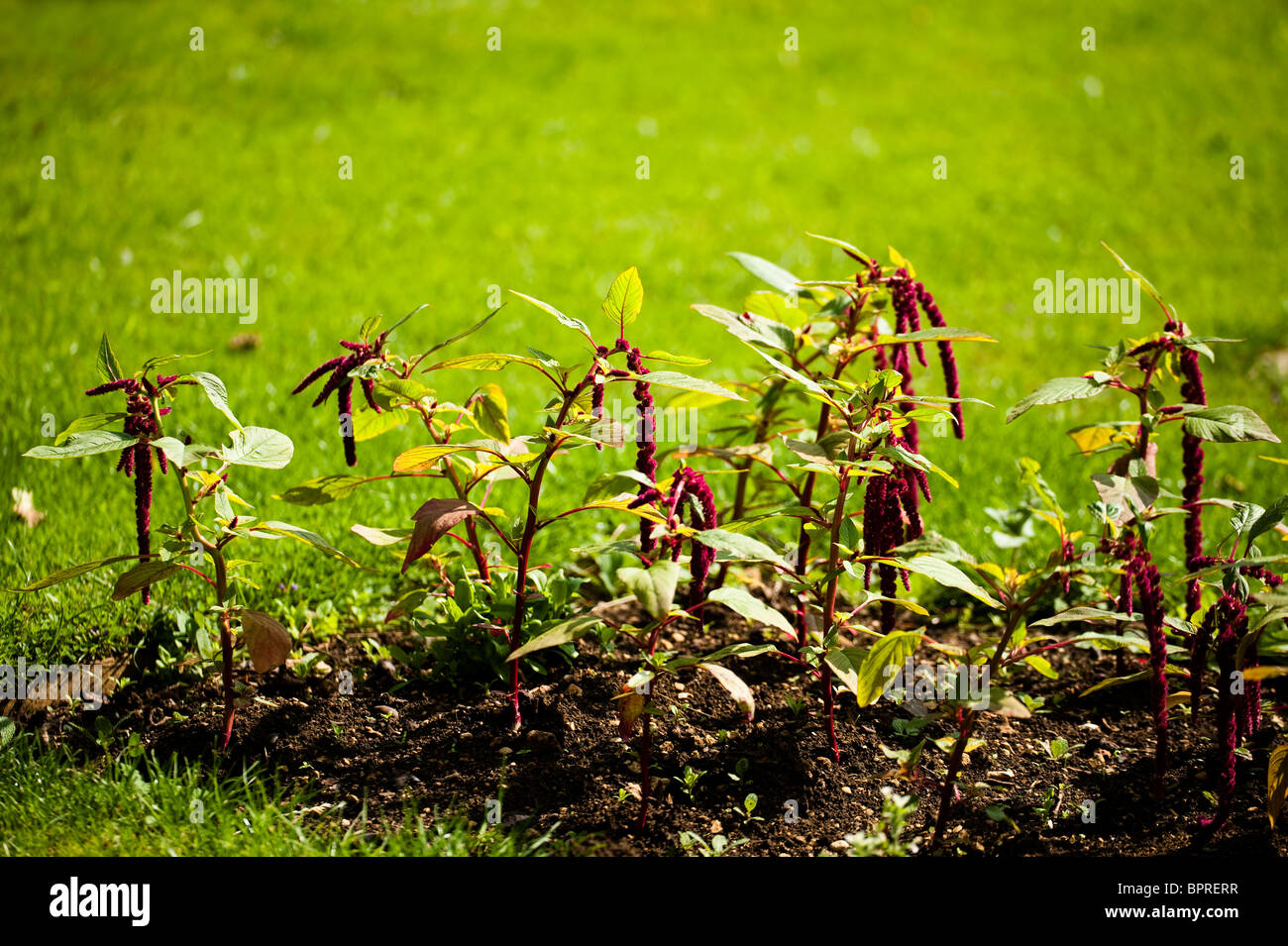 Amaranth, Amaranthus, growing in a border Stock Photo - Alamy