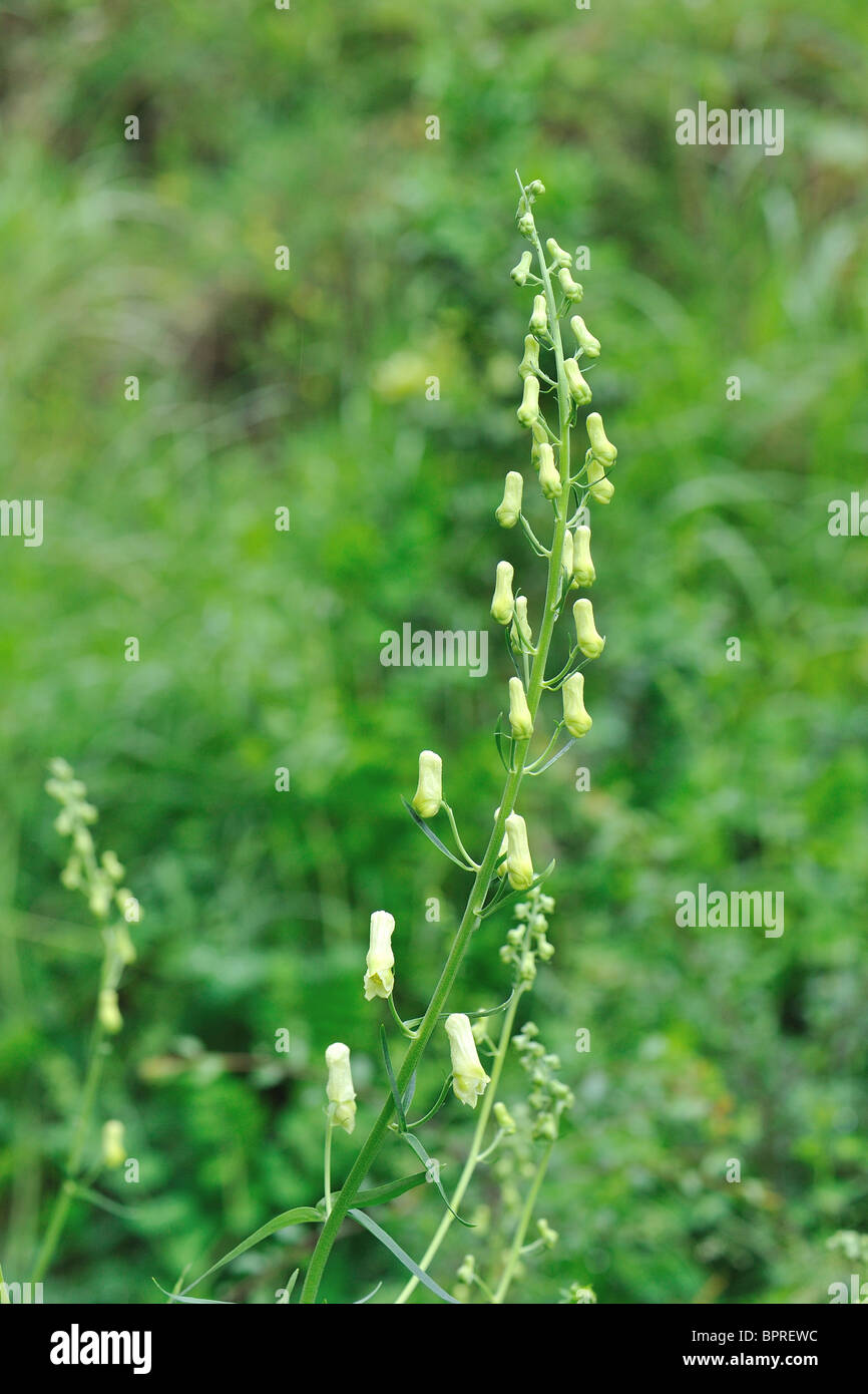 Aconitum lycoctonum hi-res stock photography and images - Alamy