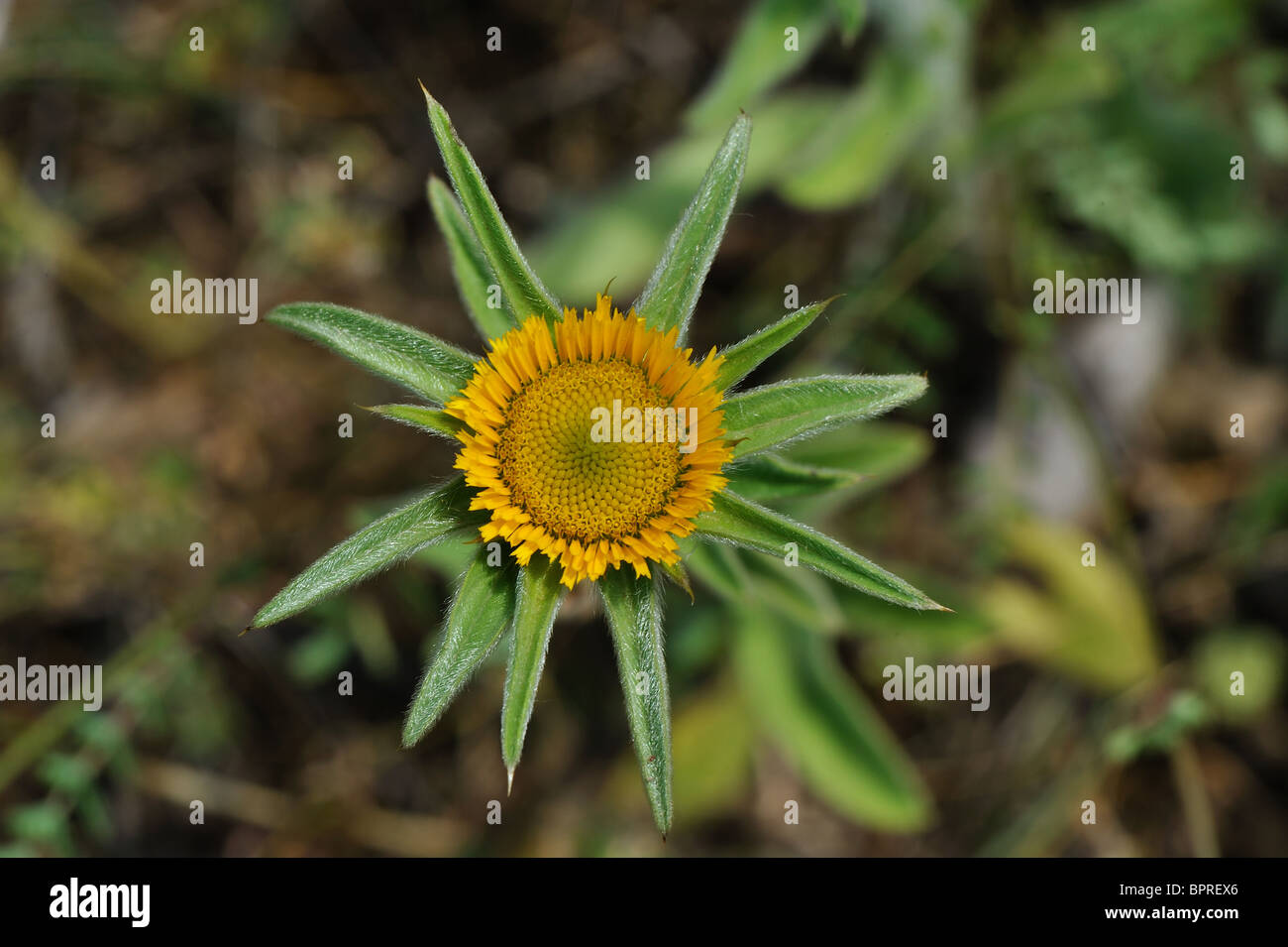 Spiny Starwort - Spiny Fleabane - Spiny Golden-star (Pallenis spinosa ...