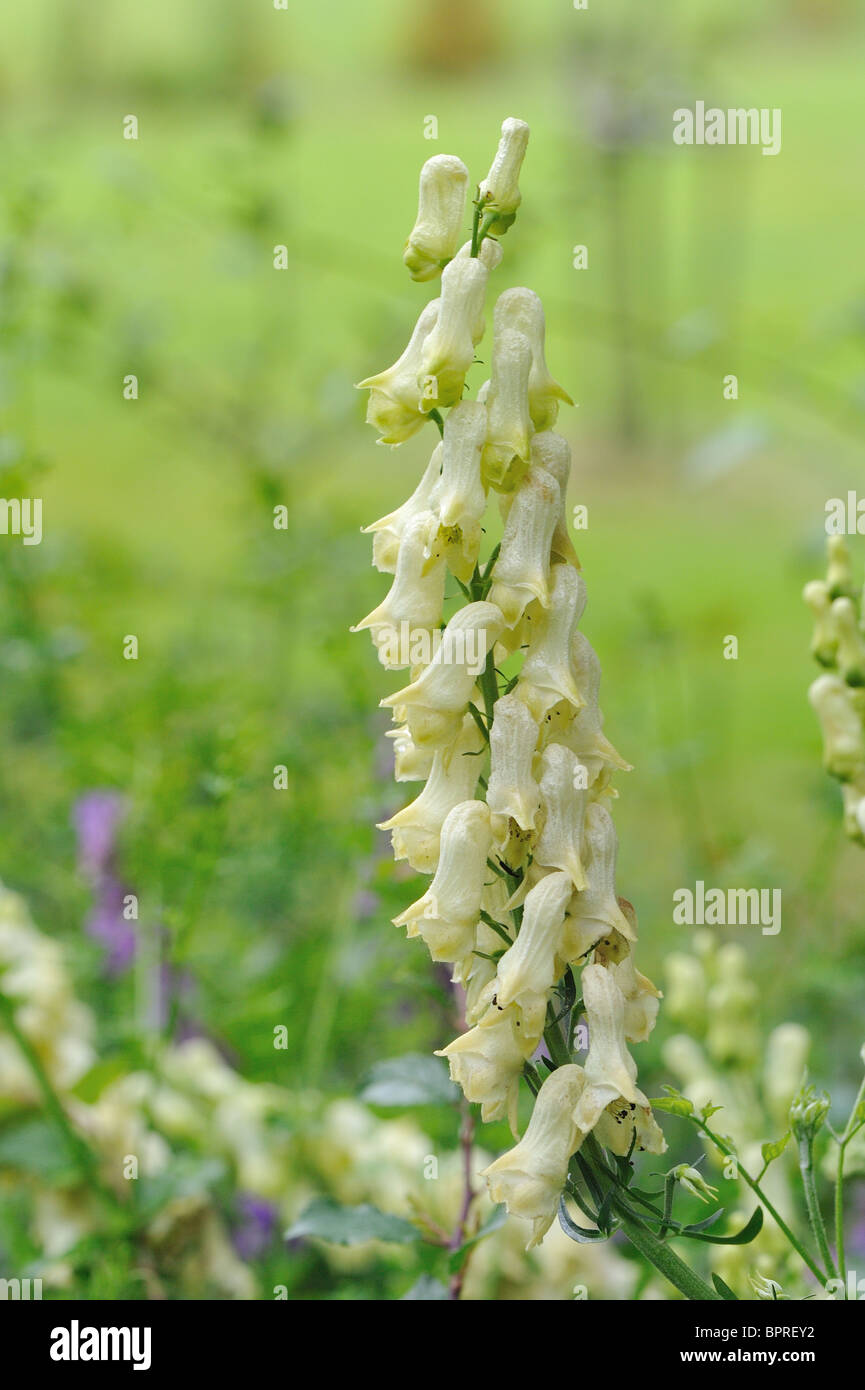 Wolfbane hi-res stock photography and images - Alamy