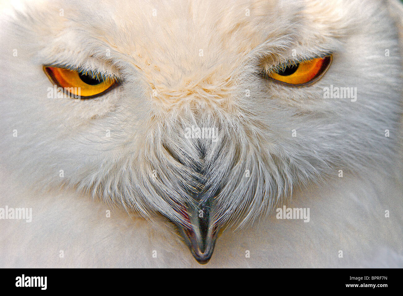 Close up fo the face of a Snowy Owl Stock Photo - Alamy