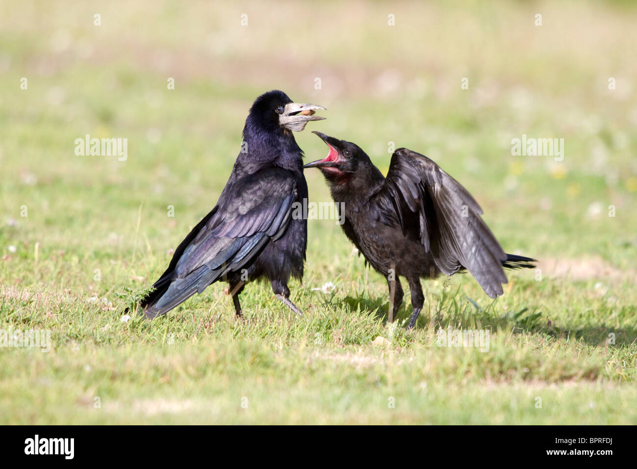 Rook; Corvus frugilegus; young rook pestering adult for food Stock ...