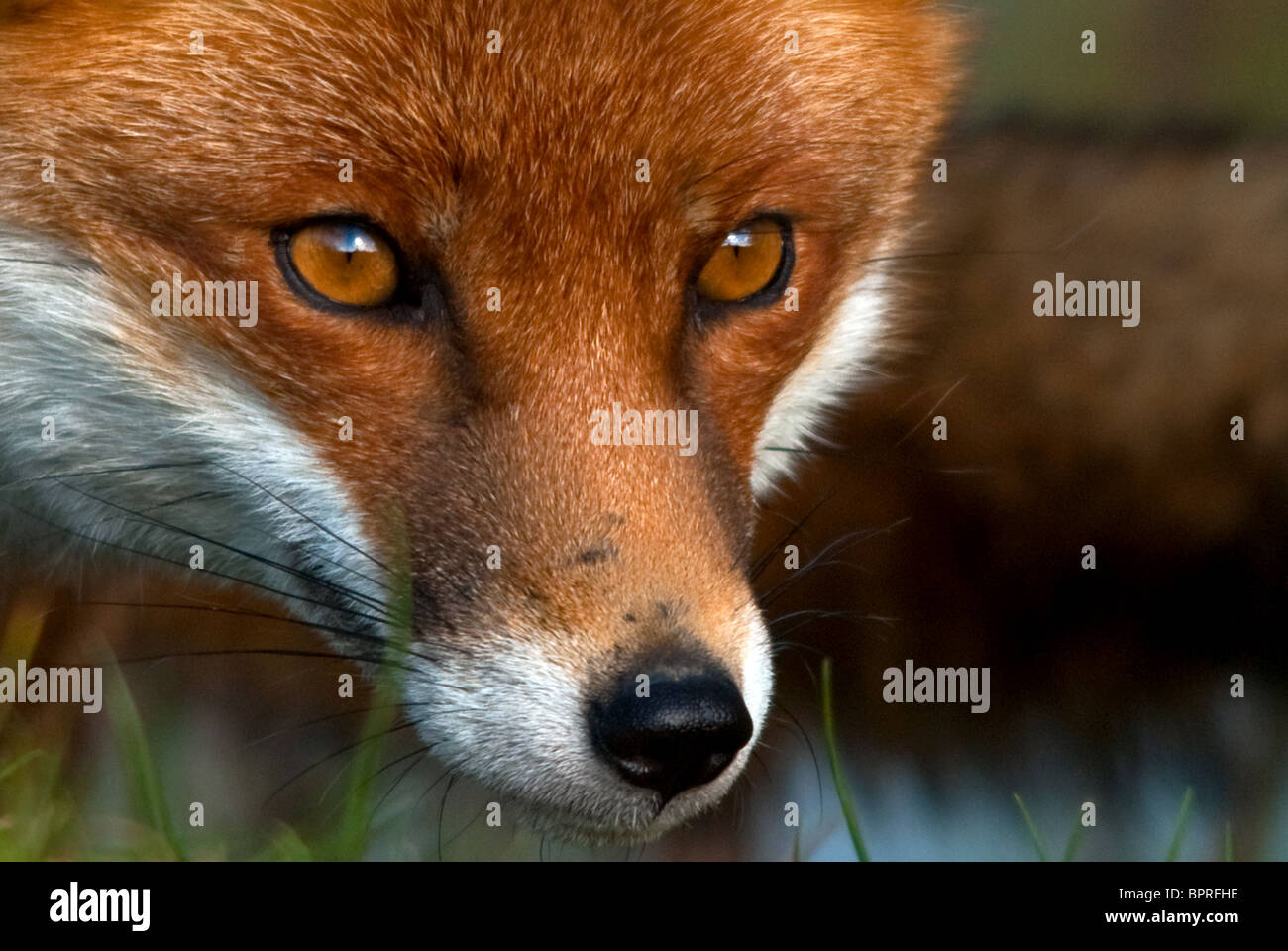 British red fox hi-res stock photography and images - Alamy