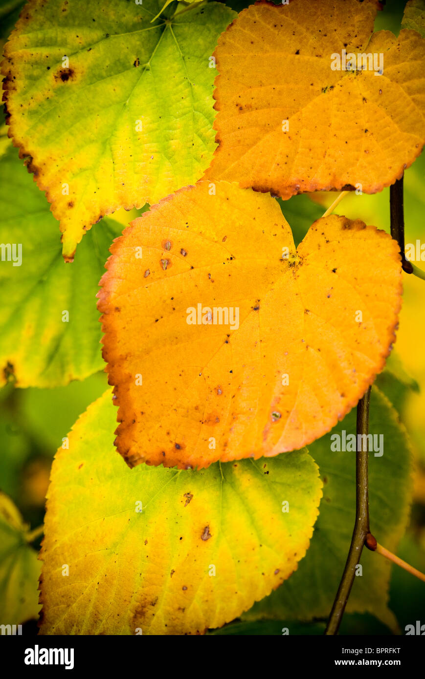 Yellowing leaves in close up detail Stock Photo - Alamy