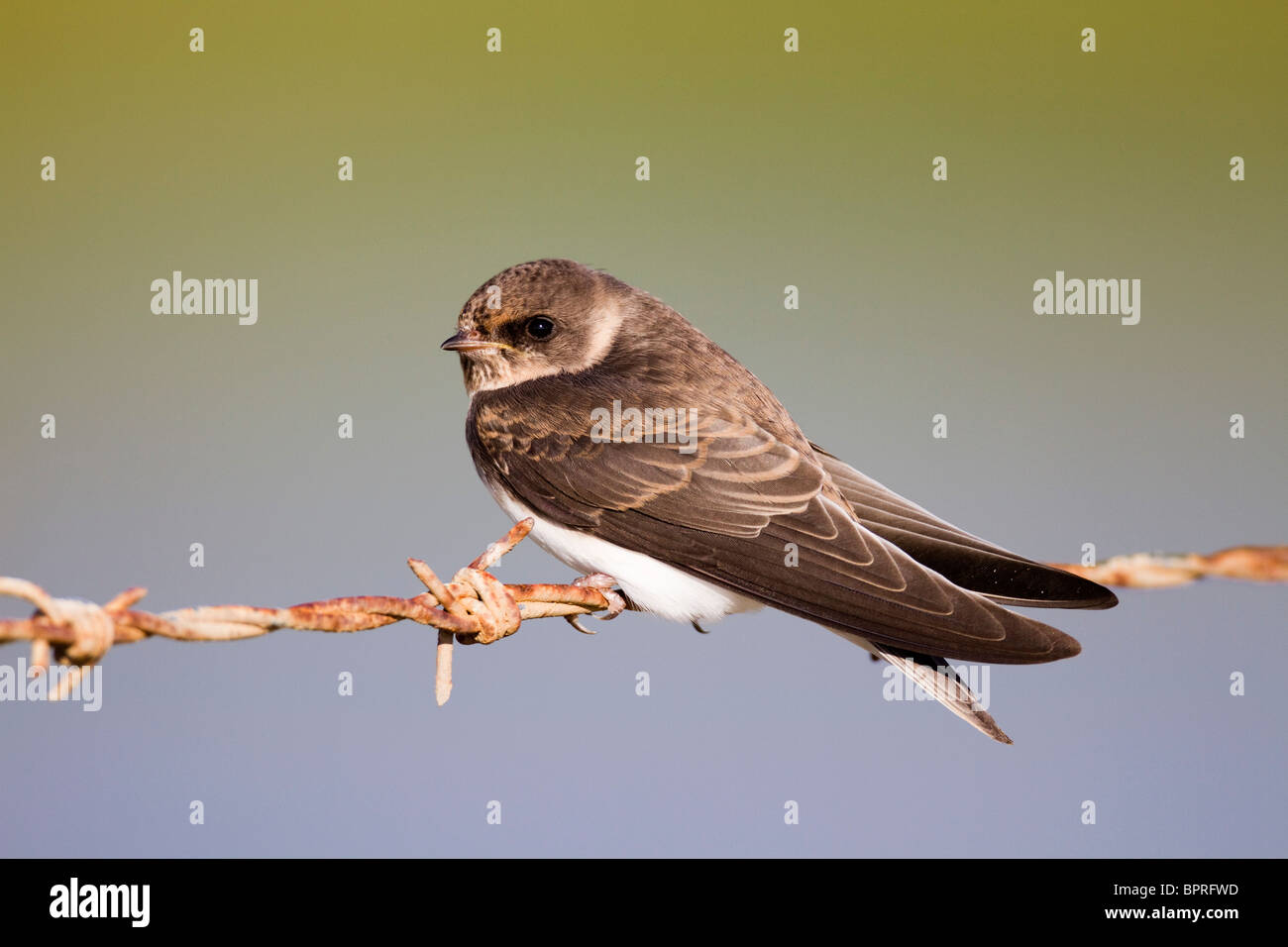 Sand Martin; Riparia riparia; on a wire Stock Photo - Alamy