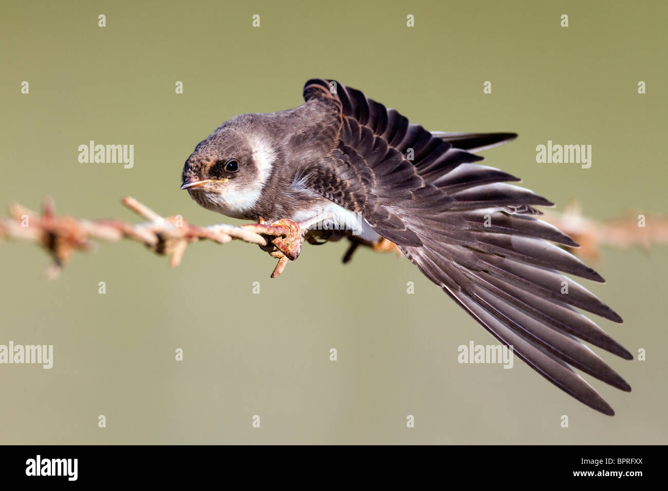 Sand Martin; Riparia riparia; wing stretching Stock Photo - Alamy