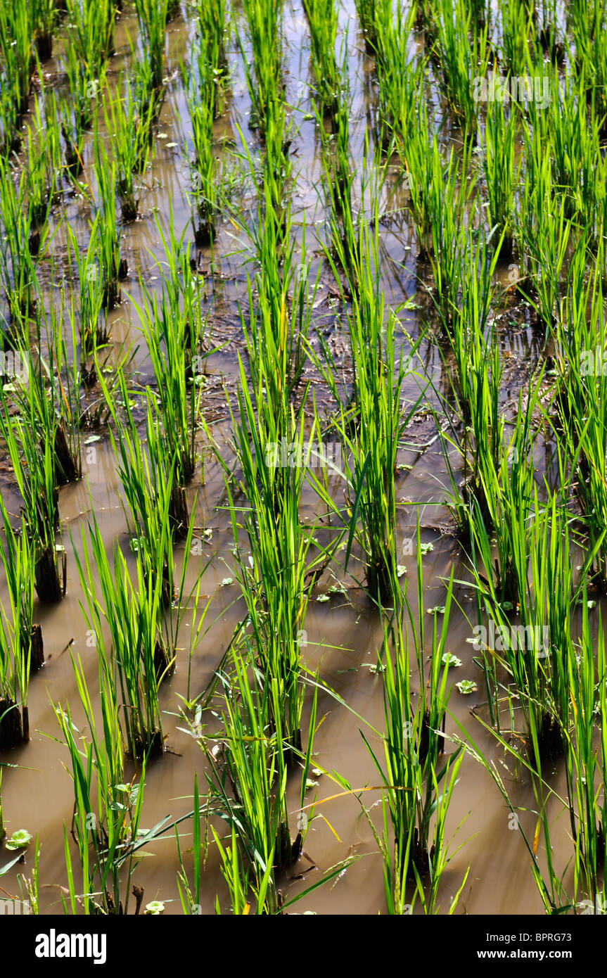 Rice plants growing in a paddy field, Bali, Indonesia Stock Photo - Alamy