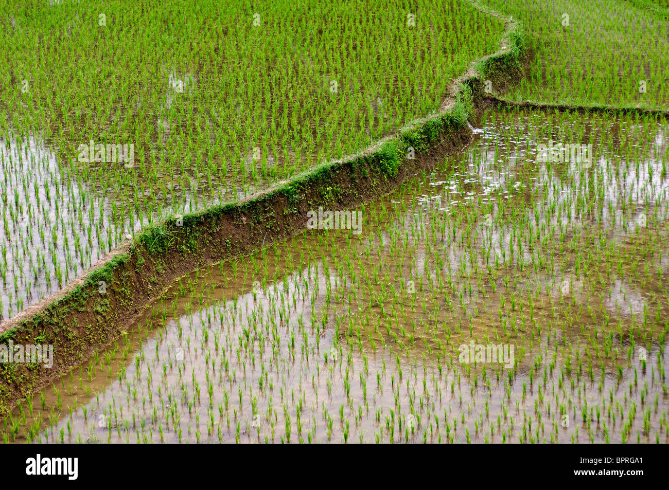 Rice plants growing in a paddy field, Bali, Indonesia Stock Photo - Alamy