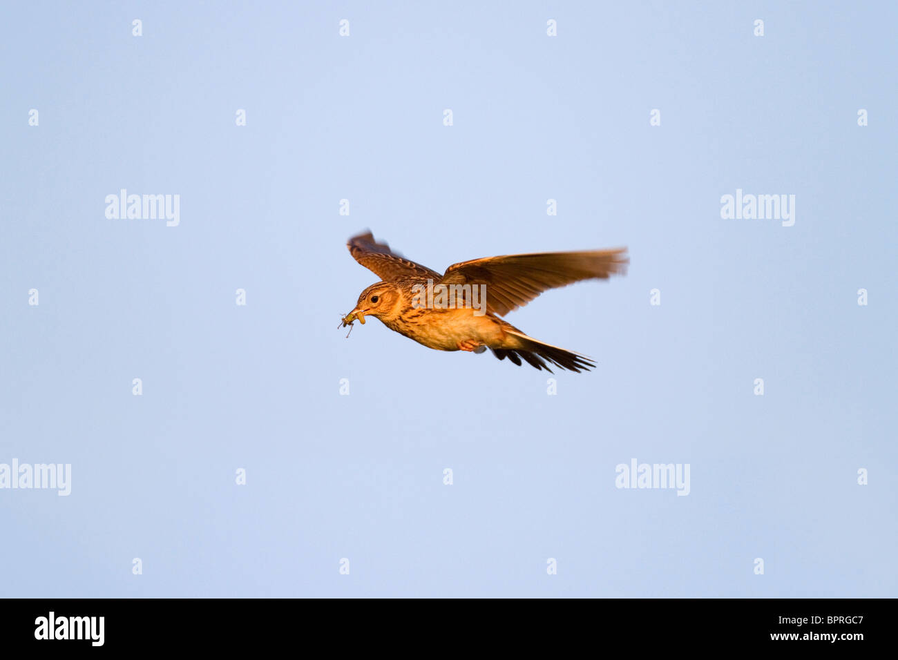 Skylark; Alauda arvensis; in flight carrying insects Stock Photo - Alamy