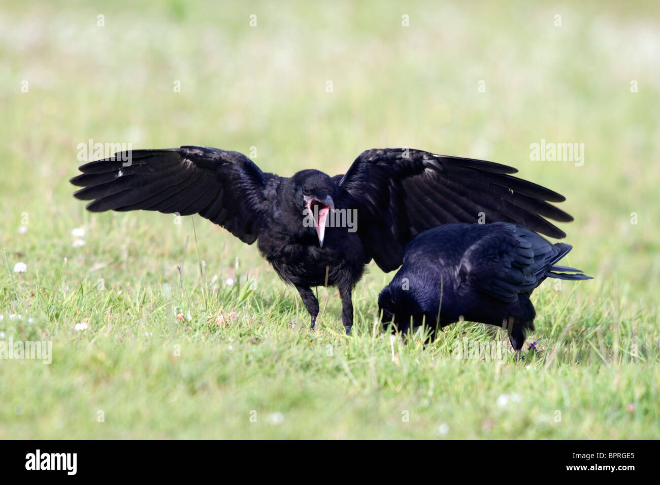 Rook Young High Resolution Stock Photography and Images - Alamy