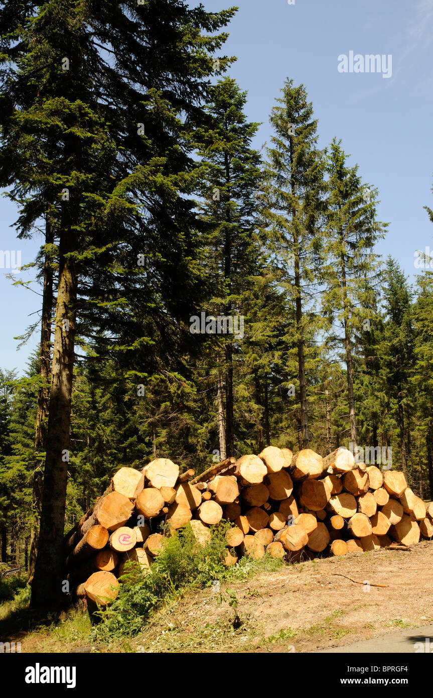 Sawing pine trunks hi-res stock photography and images - Alamy