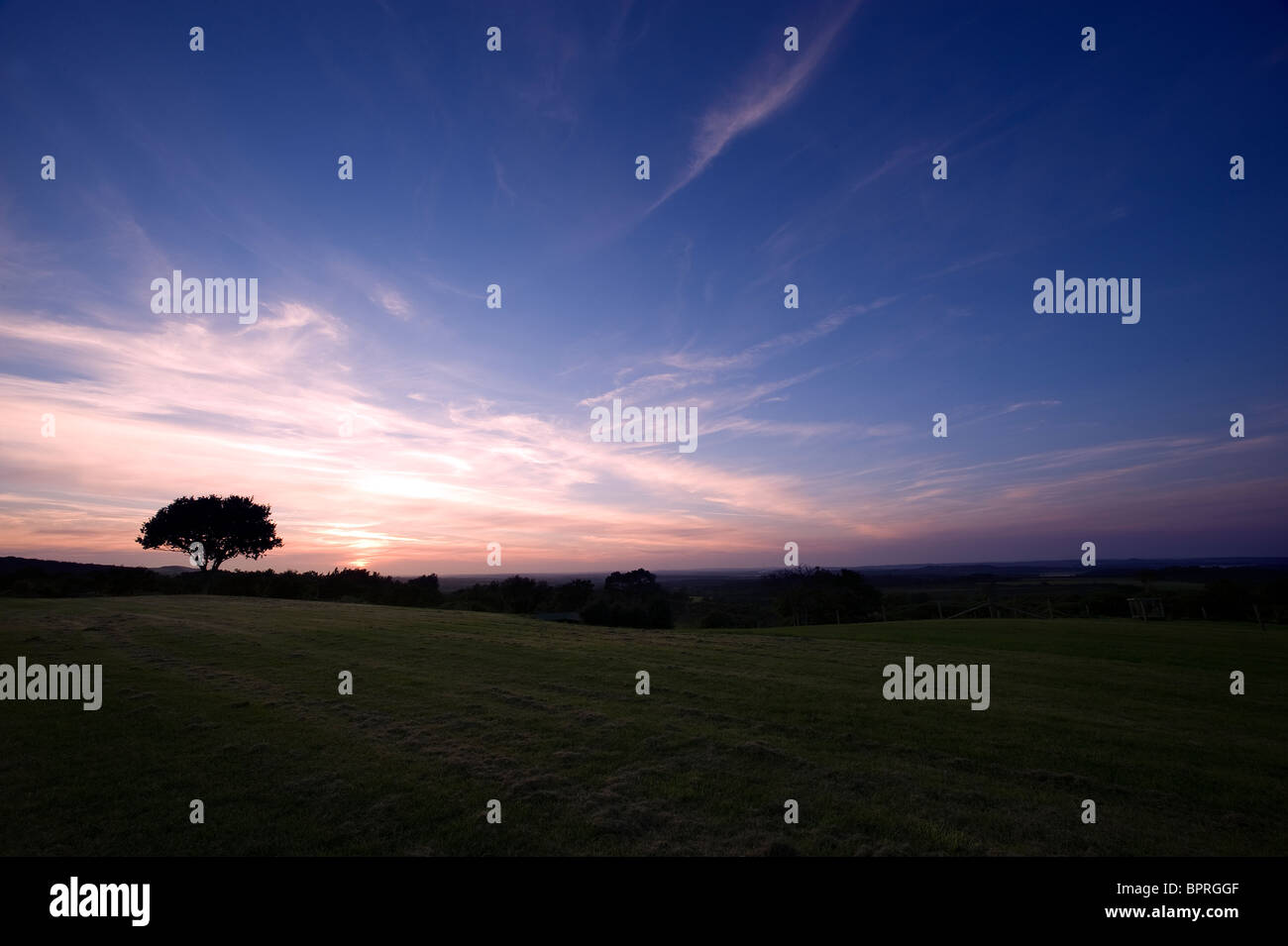 Dorset tree hi-res stock photography and images - Alamy