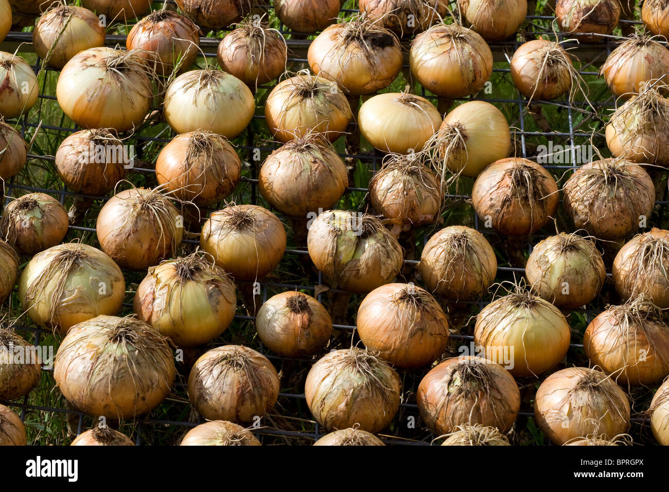 onions drying on metal rack in garden Stock Photo - Alamy