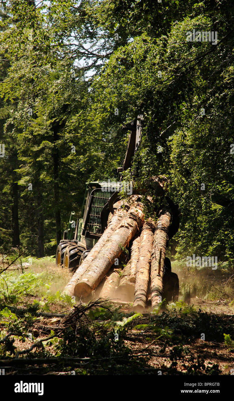 Tractor pulling felled Pine trees through woodland in the Haut ...