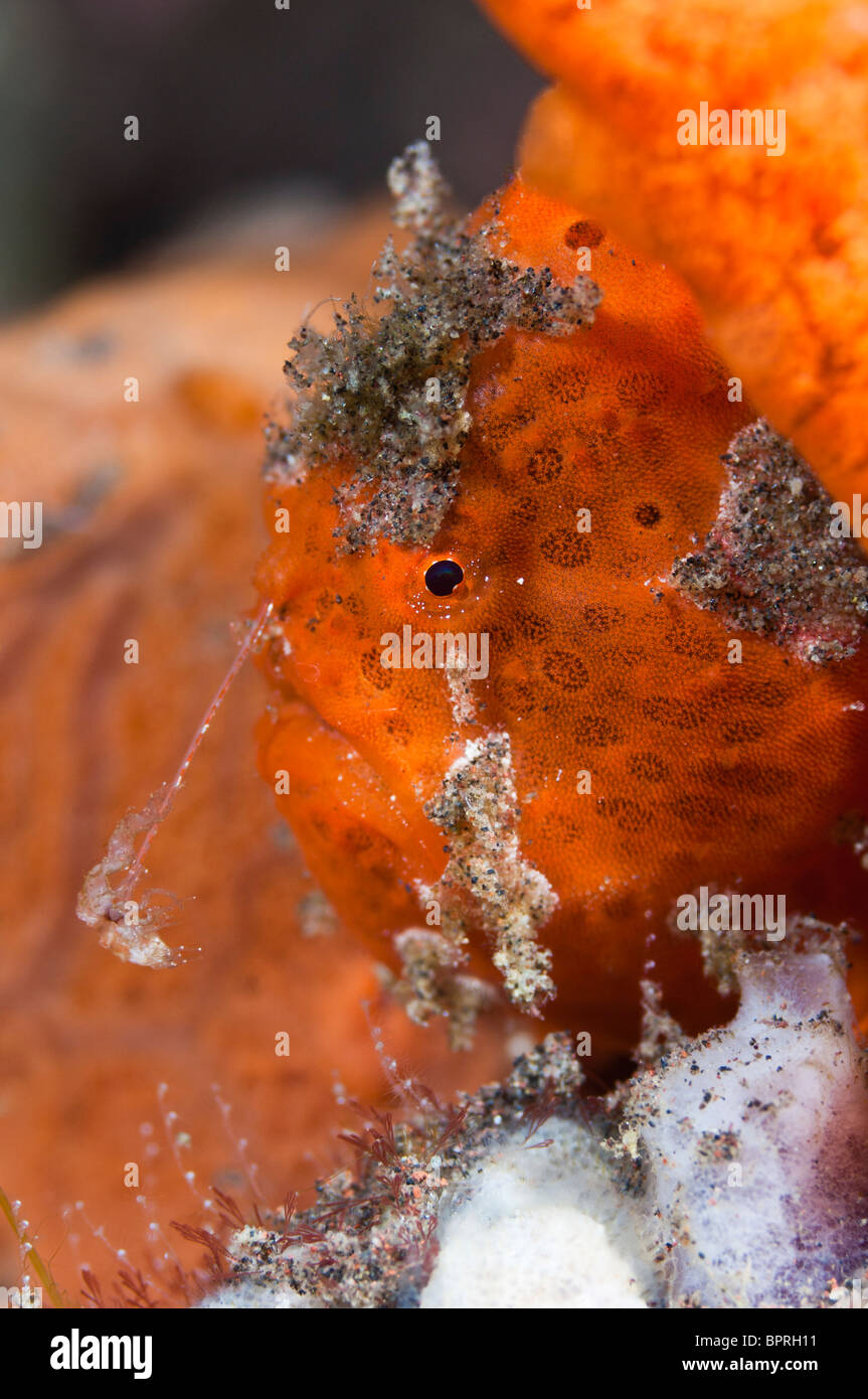 Frogfish and lure hi-res stock photography and images - Alamy
