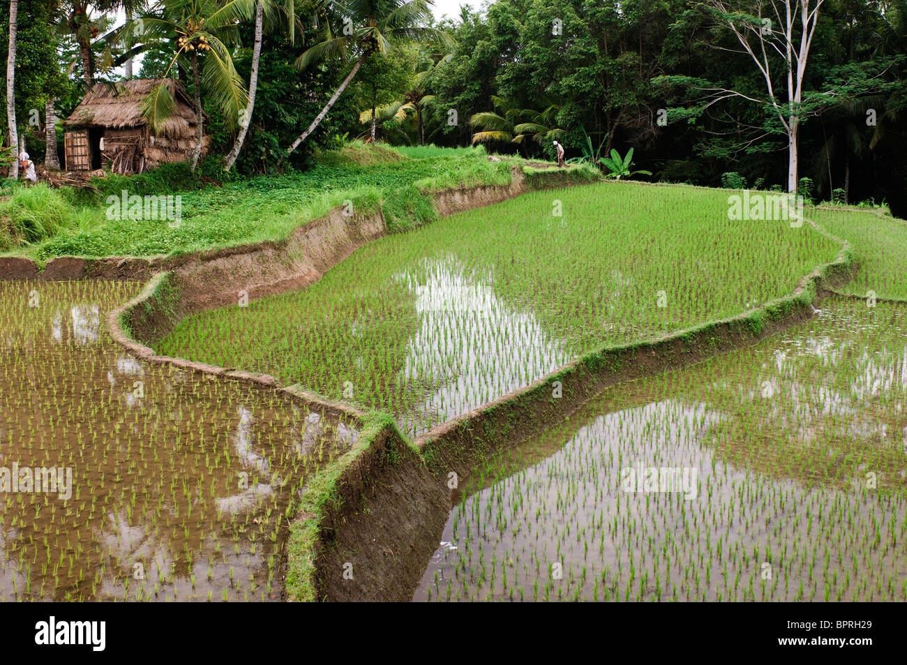 Rice plants growing in a paddy field, Bali, Indonesia Stock Photo - Alamy