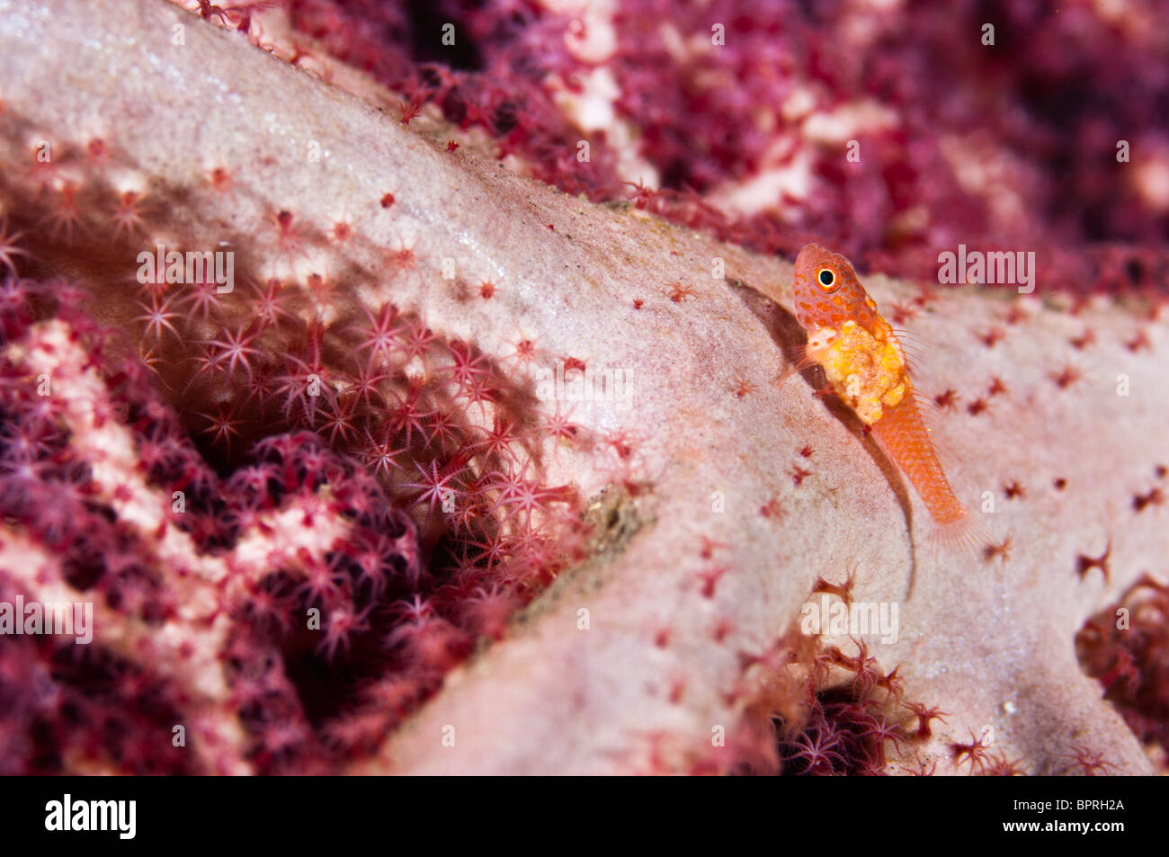 Dwarf goby hi-res stock photography and images - Alamy