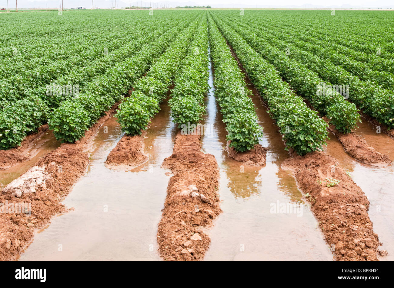 Pima irrigation hi-res stock photography and images - Alamy
