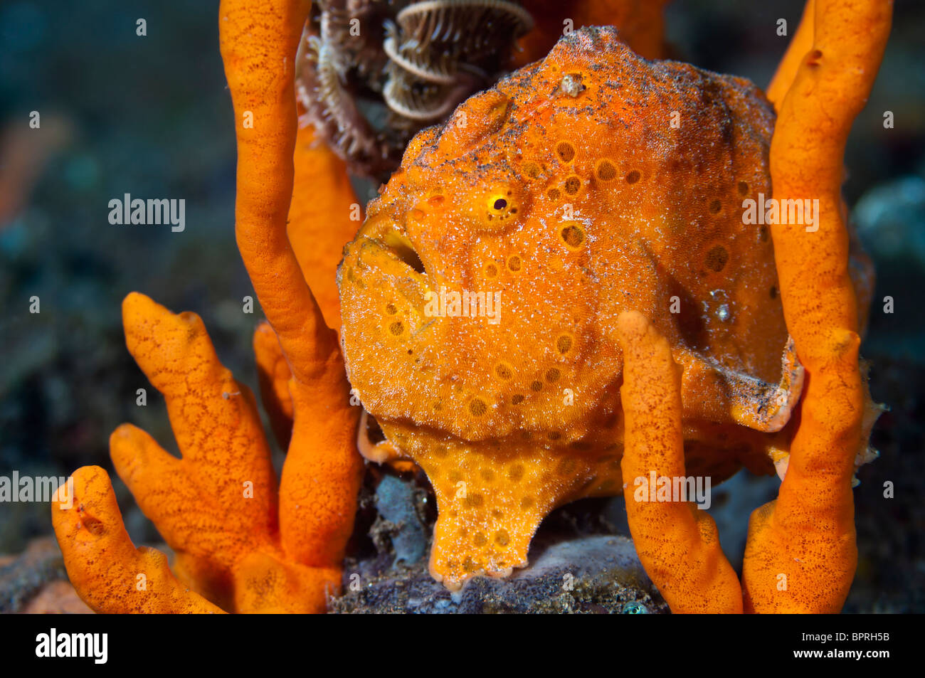 Painted frogfish in a sponge, Seraya, Bali, Indonesia Stock Photo - Alamy