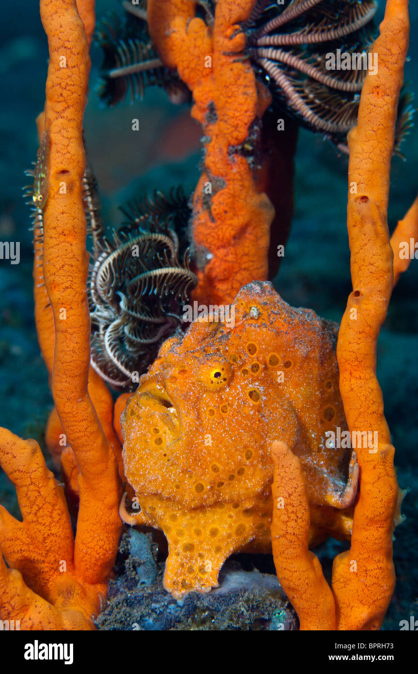 Painted frogfish in a sponge, Seraya, Bali, Indonesia Stock Photo - Alamy