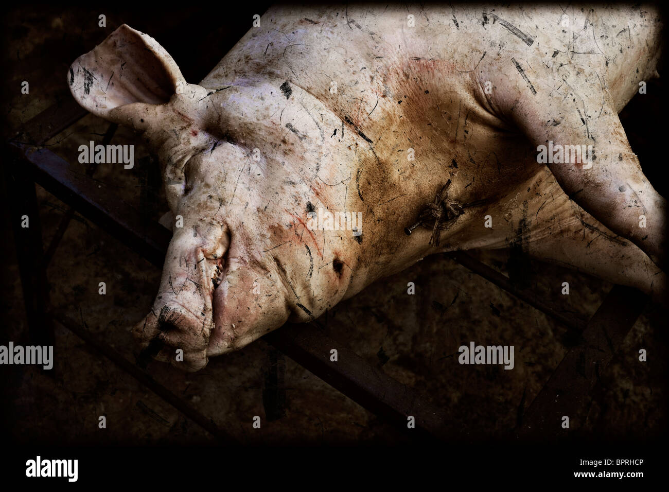 The dead pig during the traditional process of slaughtering Stock Photo ...