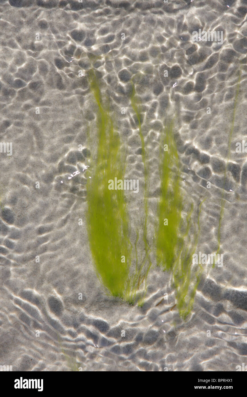 Alga in sea wave, Estonia Stock Photo - Alamy