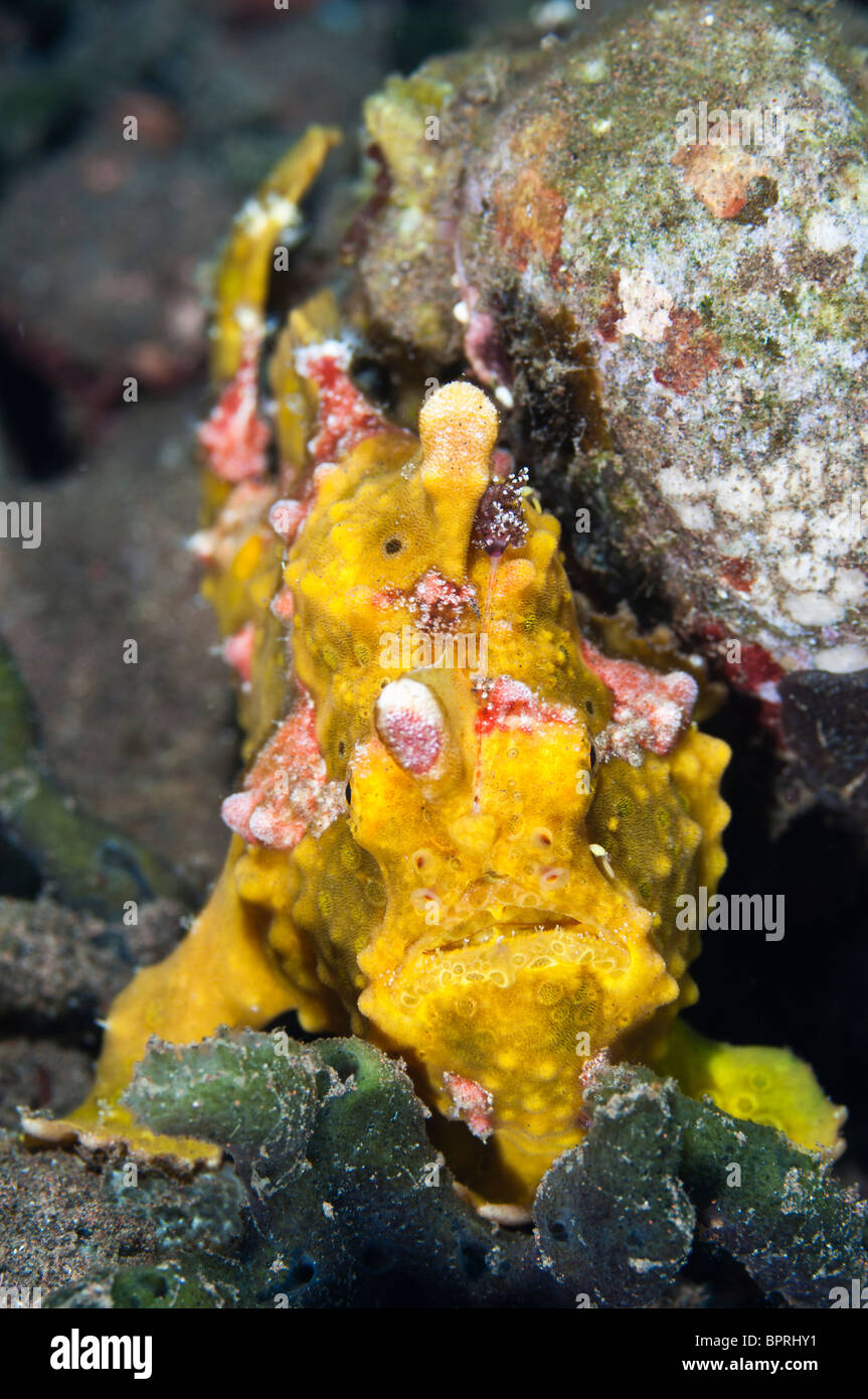 Antennarius maculatus fish underwater bright yellow marine hi-res stock ...