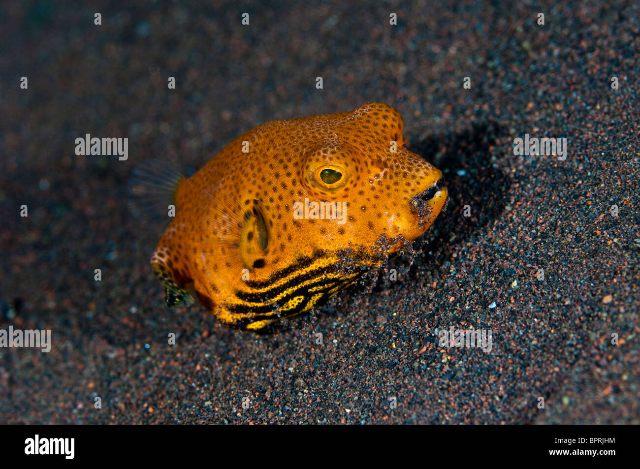 Juvenile starry or star pufferfish, Seraya, Bali, Indonesia Stock Photo ...