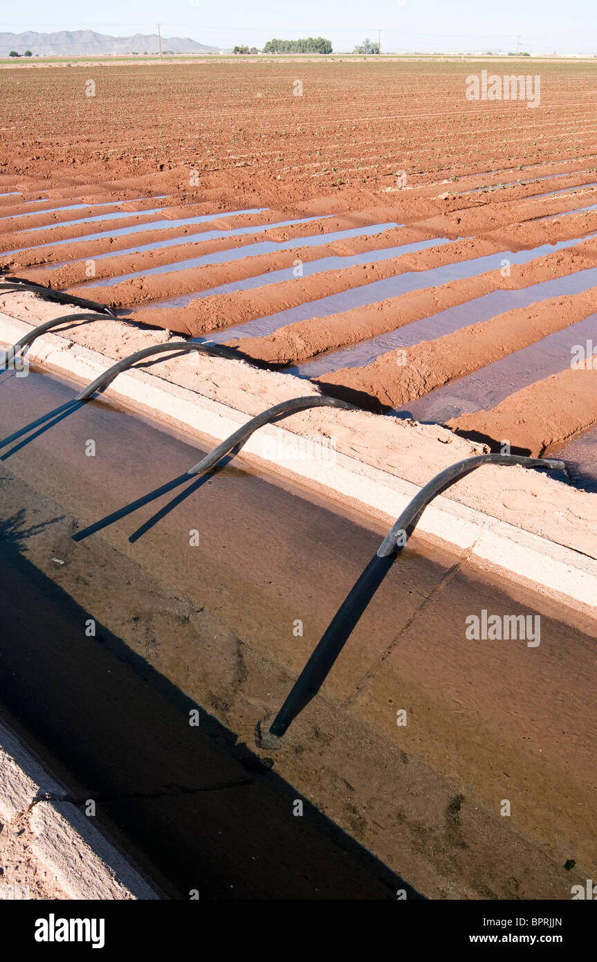 Pima irrigation hi-res stock photography and images - Alamy