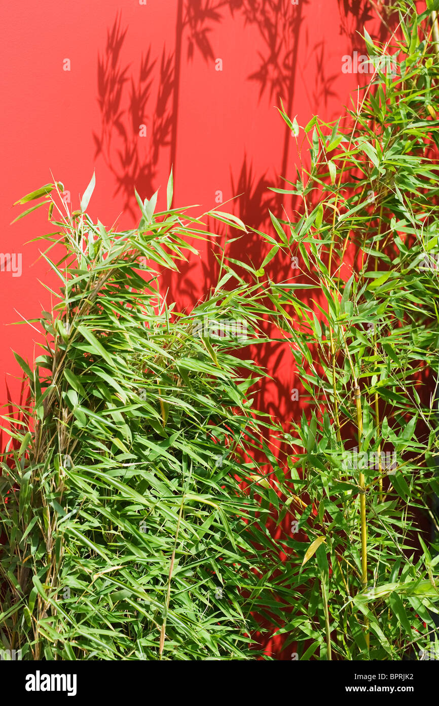 Windy bamboo with shadow on red wall Stock Photo - Alamy