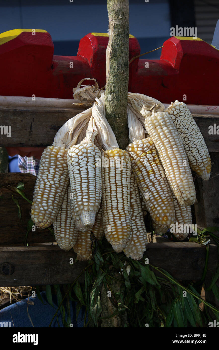 Maize Cobs High Resolution Stock Photography and Images - Alamy