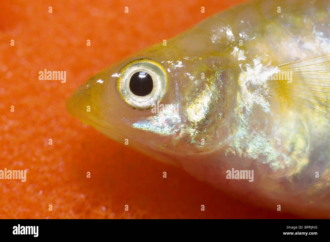 Guppy fish hi-res stock photography and images - Alamy