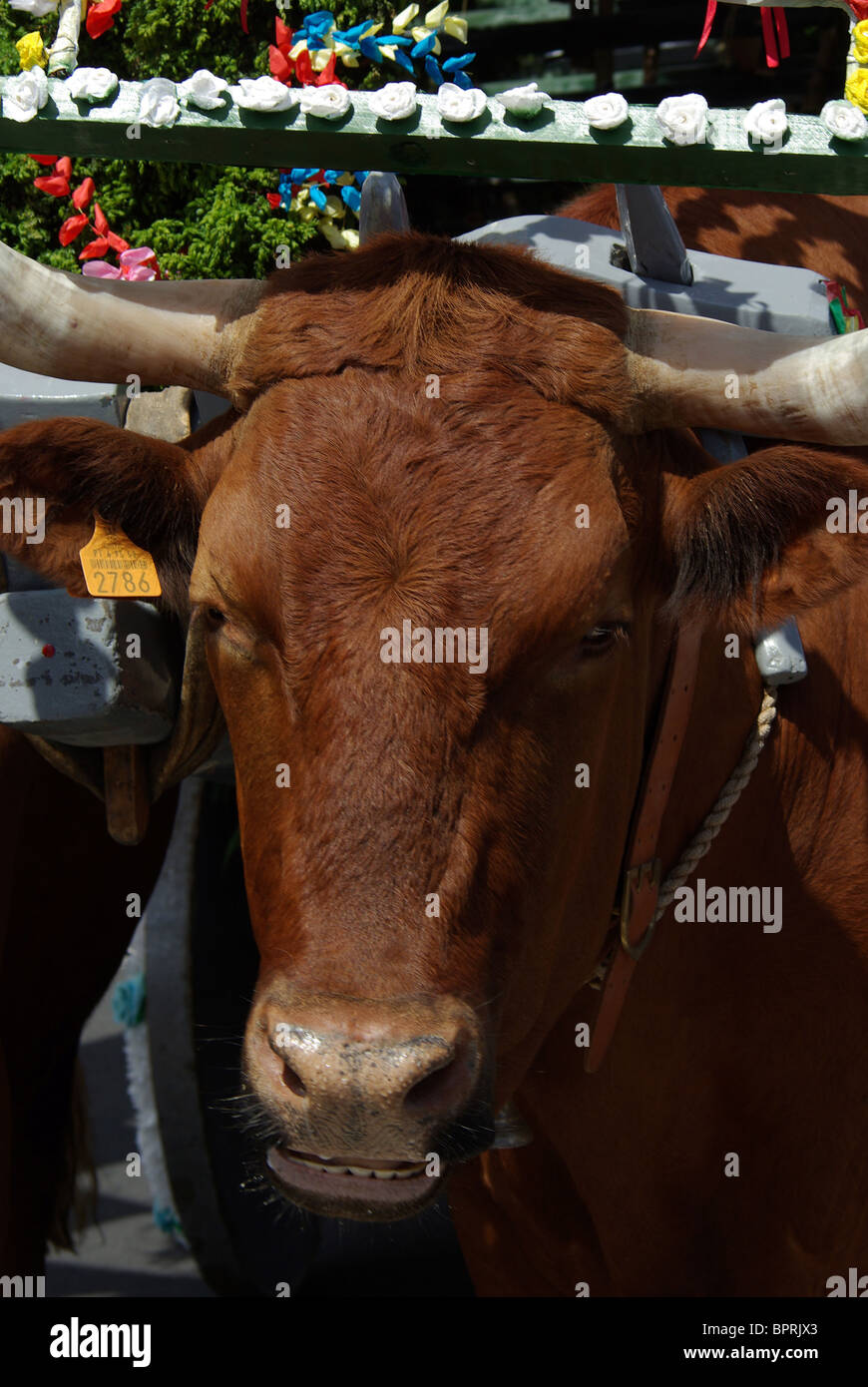 ethnographic festivities of the holy ghost / spirit in the Azores Stock ...