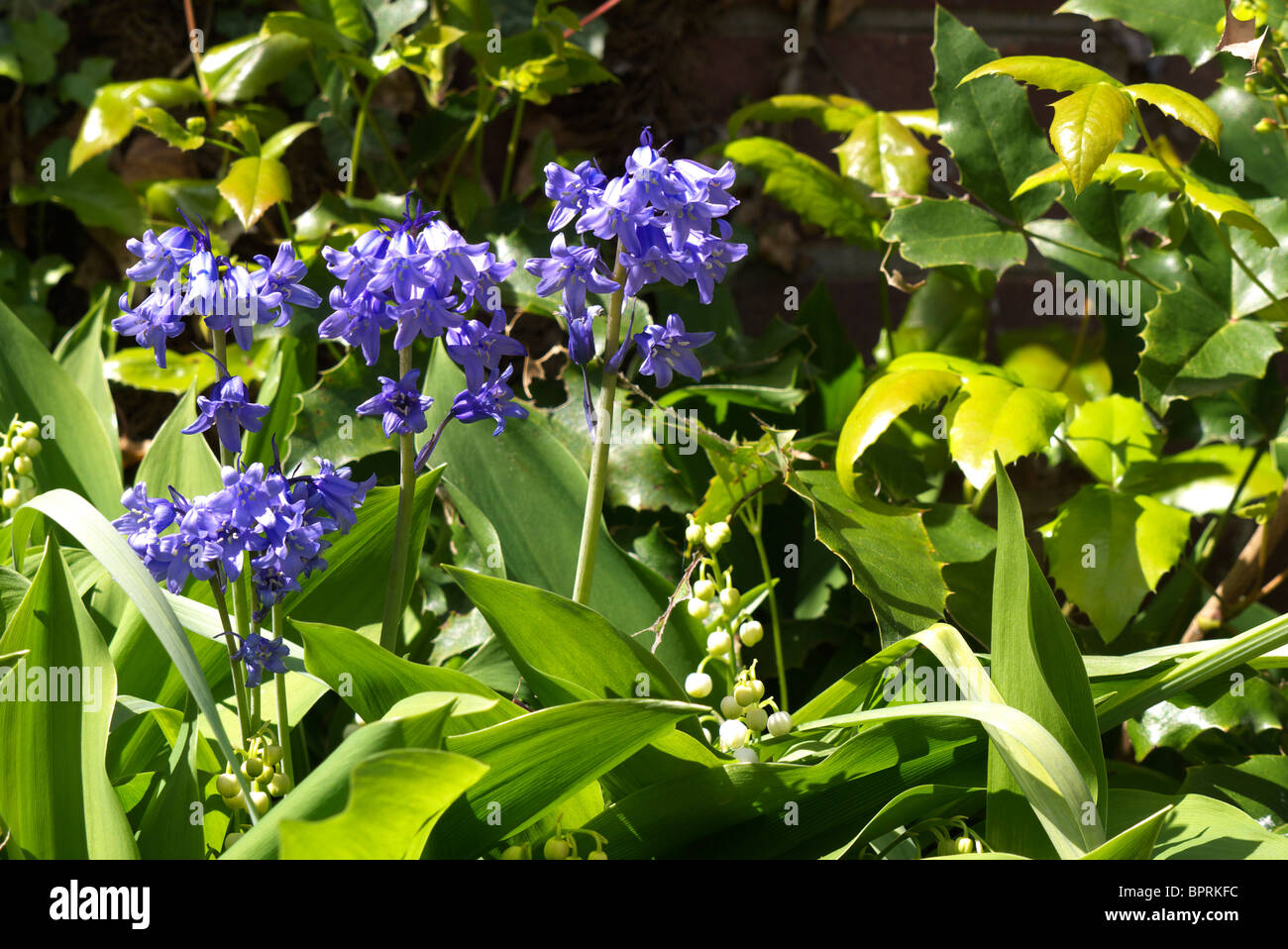 The shrubbery has been delighted with the flowering of the Blue bells ...