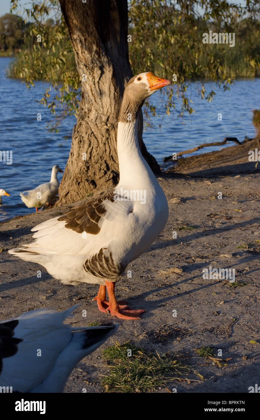 Mexican Duck Duck Goose