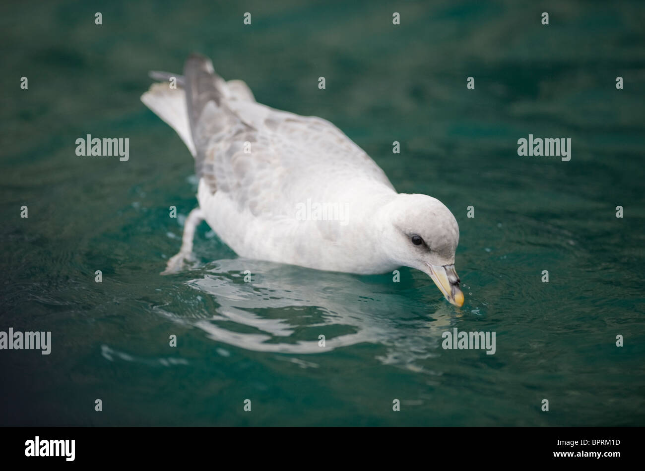 Northern Fulmar (Fulmarus glacialis) Excreting salt, Bear island ...