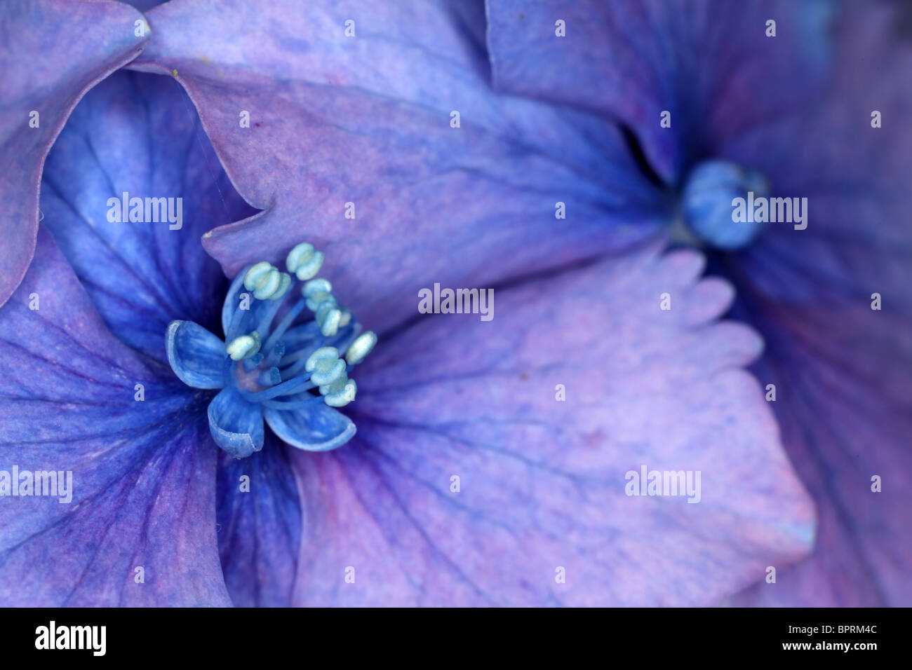 Hydrangea flower - close-up Stock Photo - Alamy