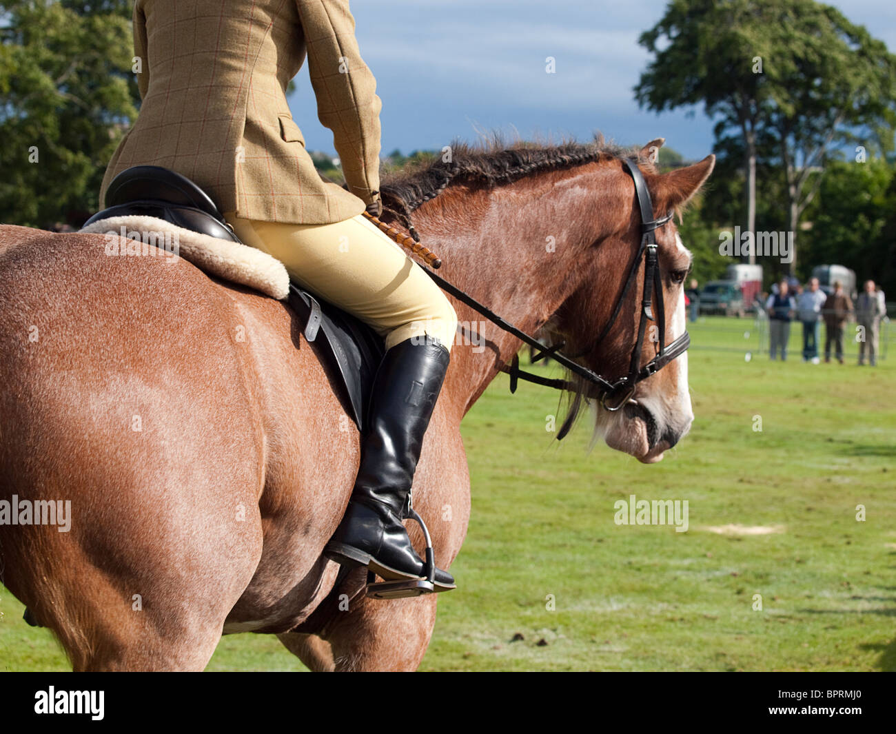 Riding Clydesdale Horses Stock Photo - Alamy