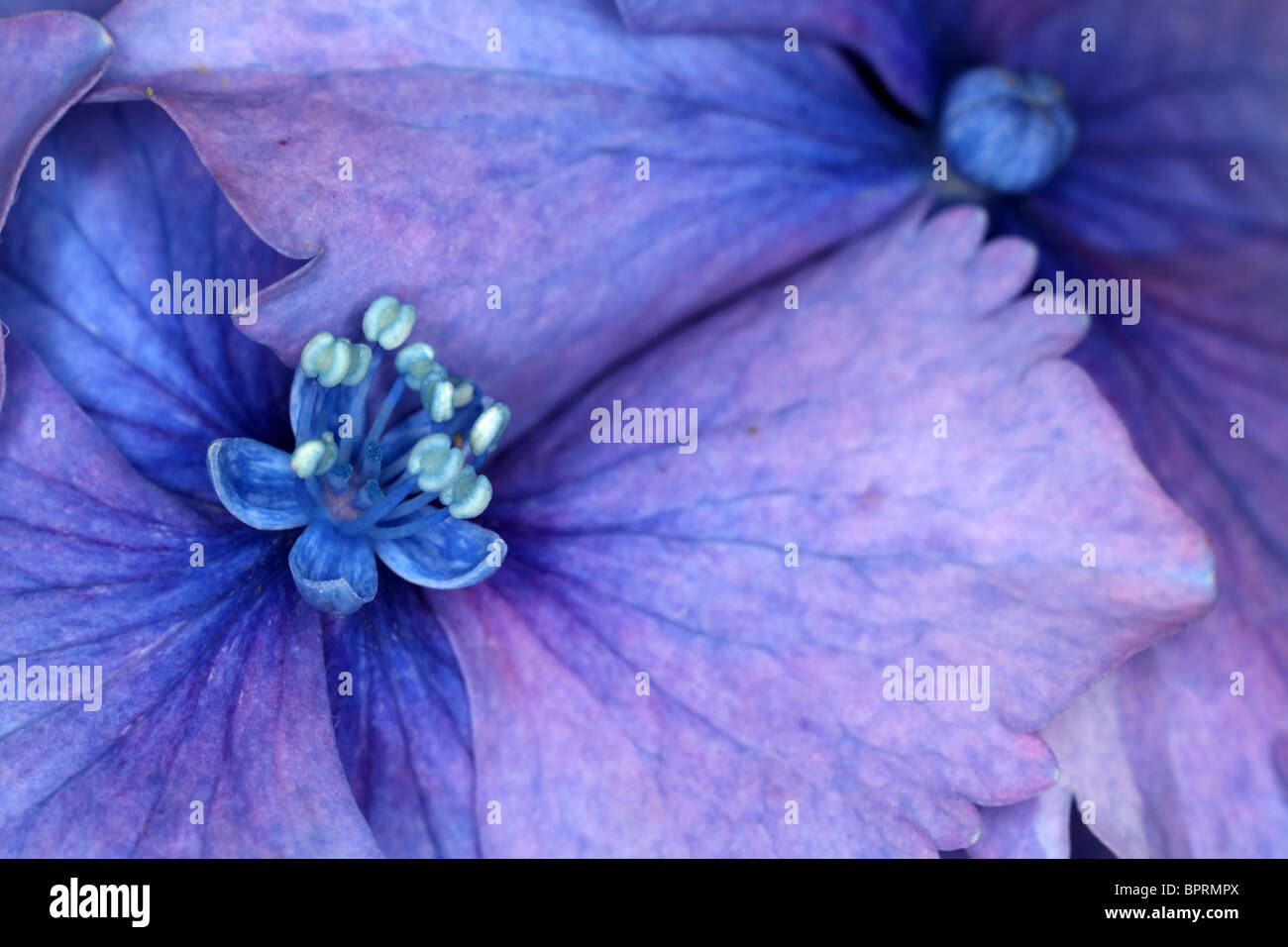 Hydrangea stamens hi-res stock photography and images - Alamy