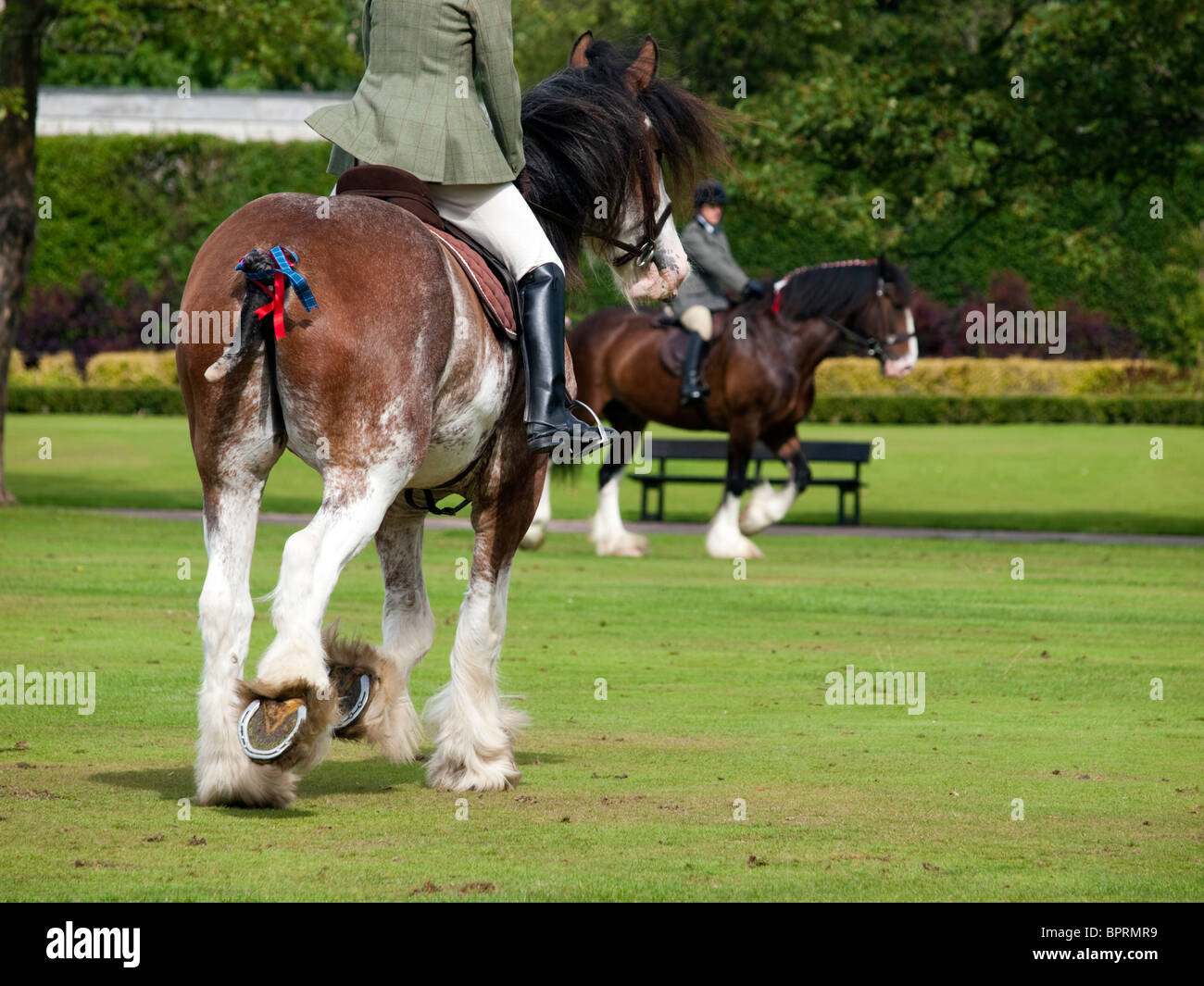 Riding Clydesdale Horses Stock Photo - Alamy
