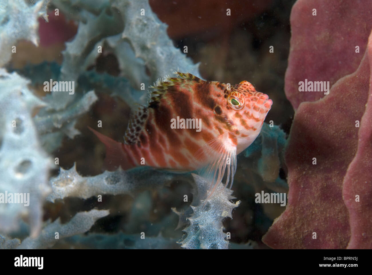 Pixy hawkfish, Cirrhitichthys oxychephalus, Puerto Galera, Philippines, Pacific Ocean Stock ...