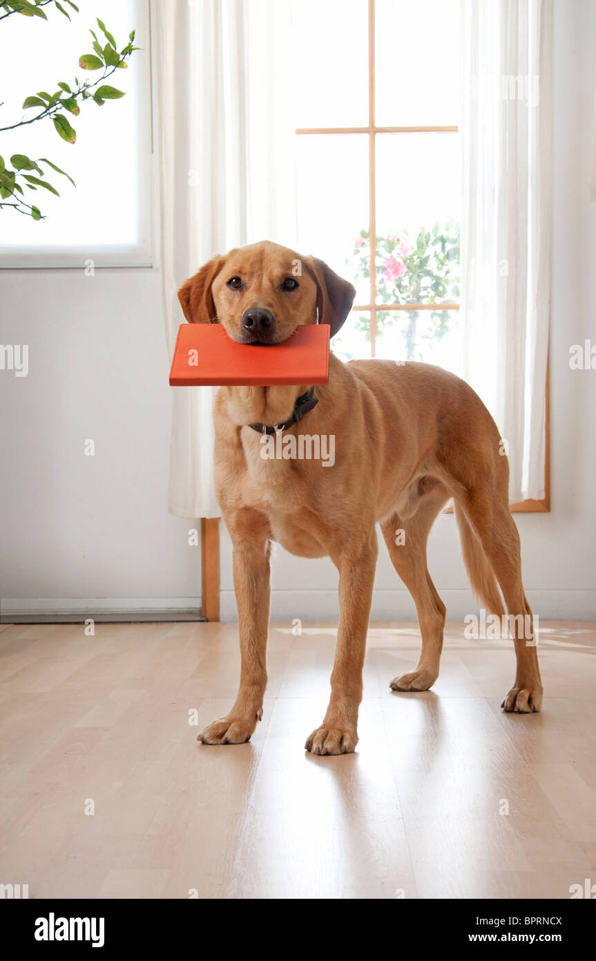 golden lab retrieves book Stock Photo - Alamy