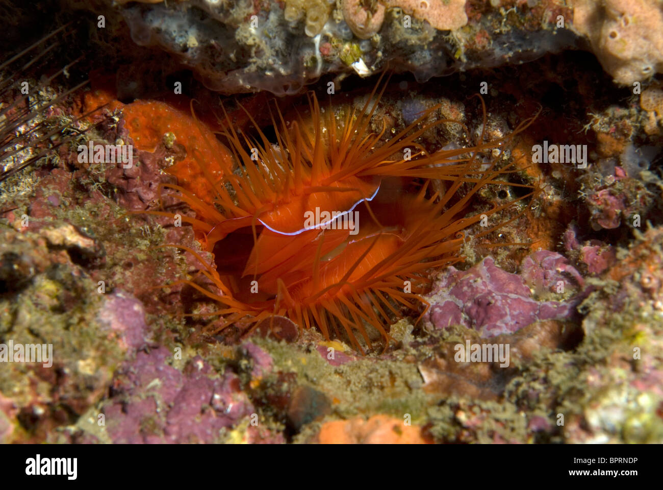 Electric flame scallop, Lima sp., Puerto Galera, Philippines, Pacific ...