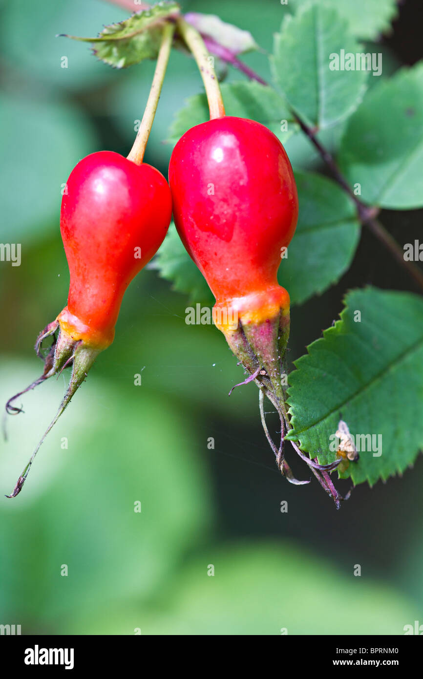 Bright red Rose Hips from the Dog Rose (Rosa canina) in autumn, UK ...
